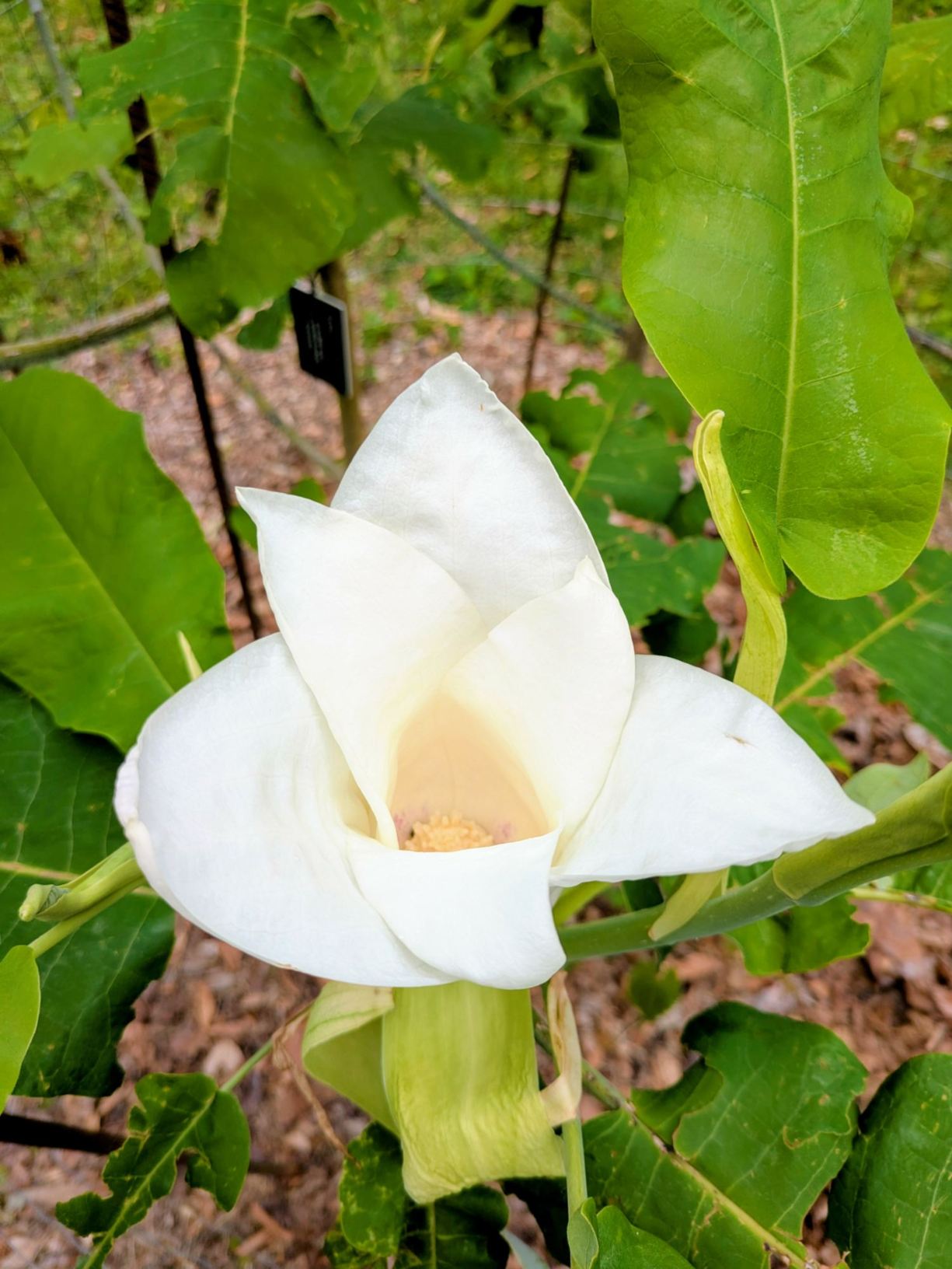 Magnolia ashei - Ashe magnolia | The Dawes Arboretum