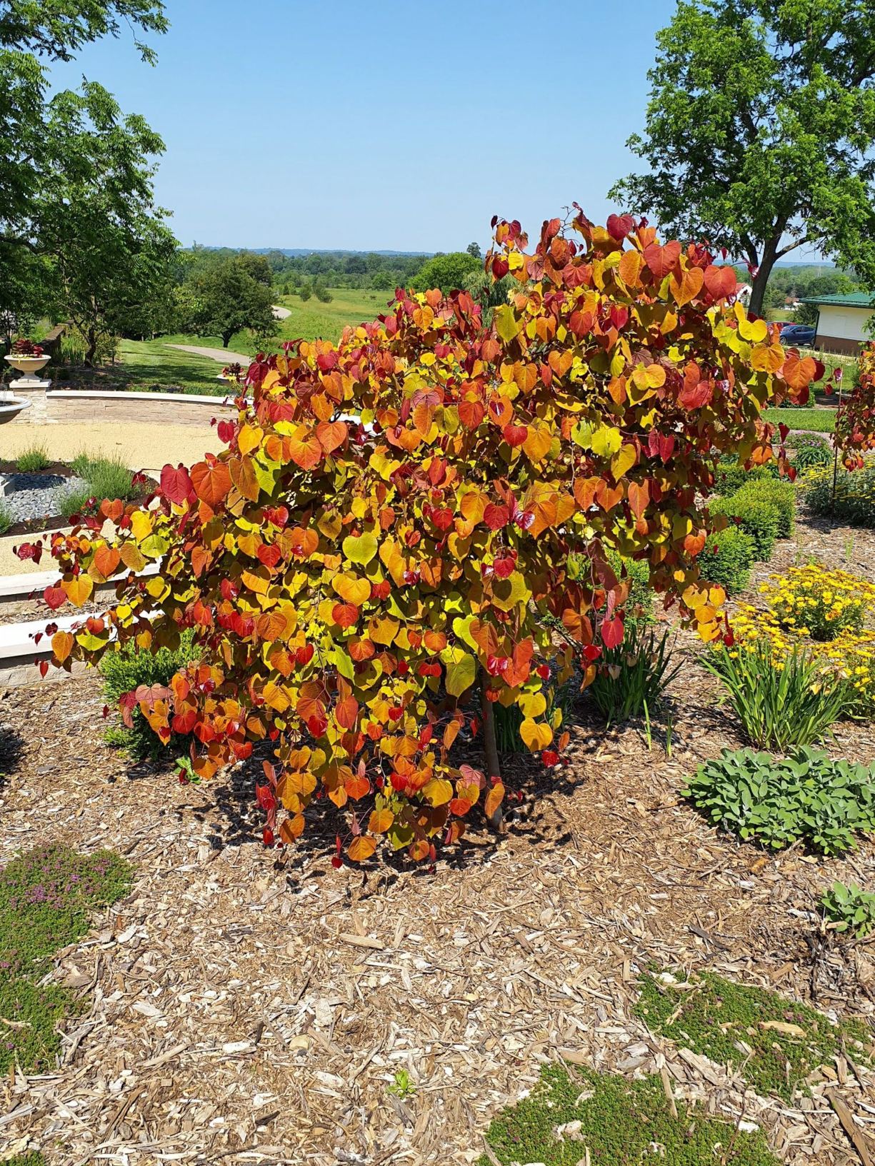 Cercis canadensis 'NC2016-2' Flame Thrower® - Flame Thrower redbud ...
