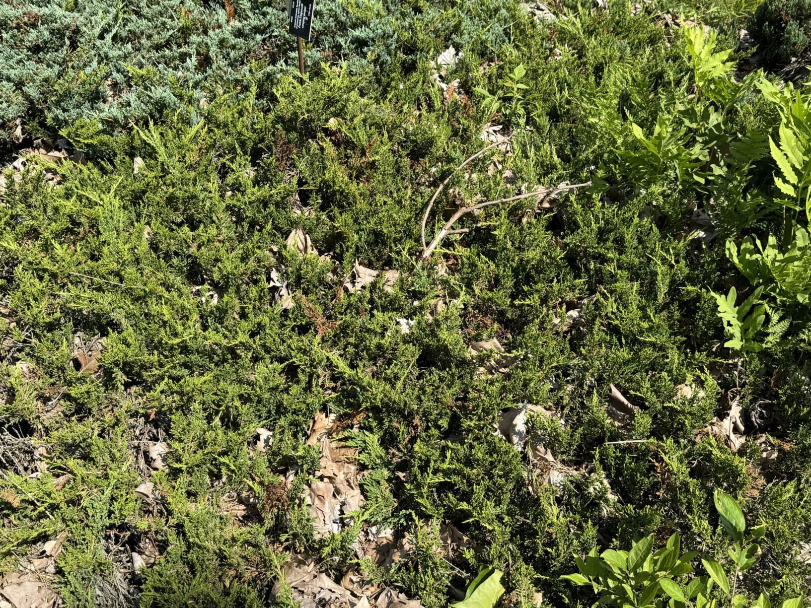 Juniperus horizontalis 'BowDak' Prairie Elegance™ - Prairie Elegance ...