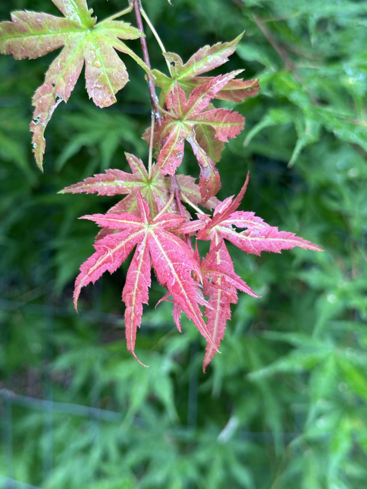 Acer palmatum 'Ghost Dancer' - Ghost Dancer Japanese maple | The Dawes ...