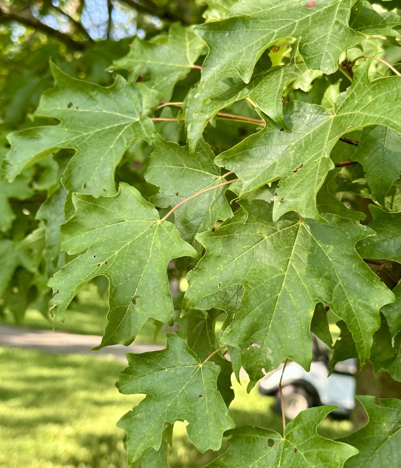 Acer saccharum 'Bailsta' Fall Fiesta® - Fall Fiesta® sugar maple | The ...