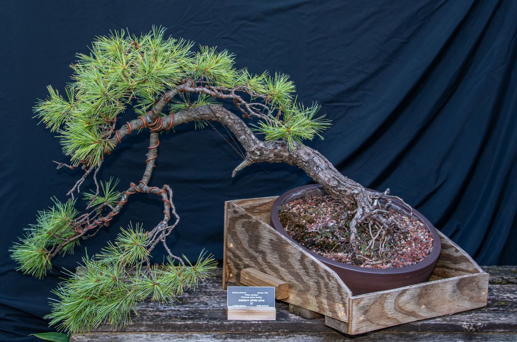 Pinus strobus - eastern white pine | The Dawes Arboretum