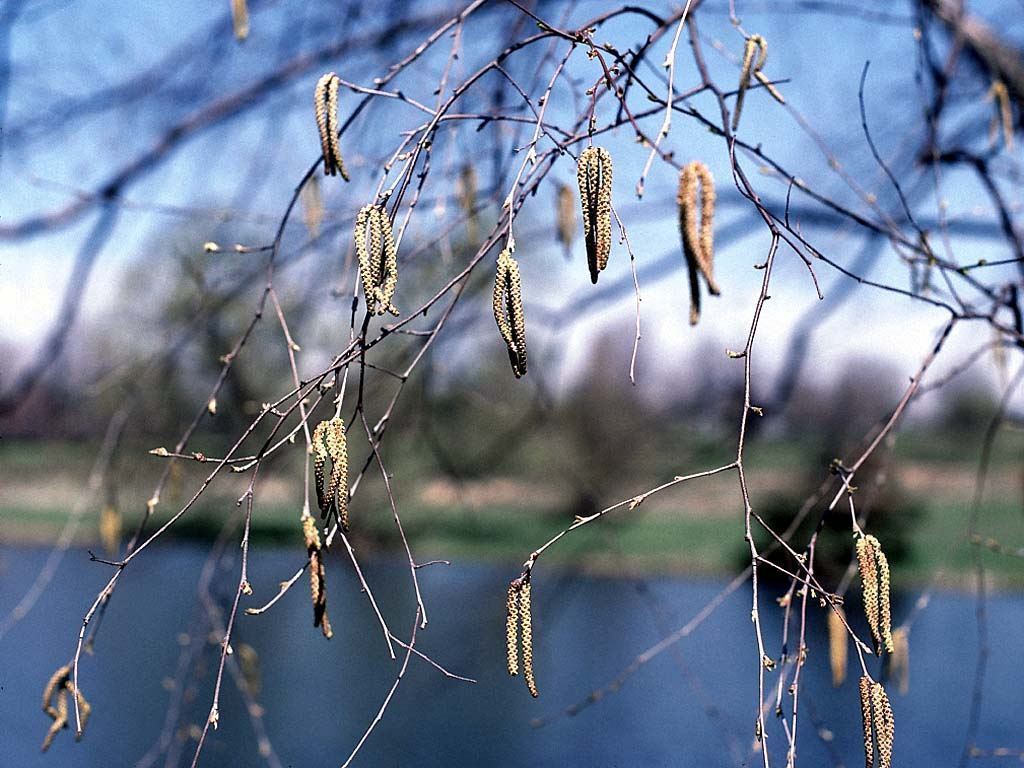 Betula nigra - river birch, red birch | The Dawes Arboretum