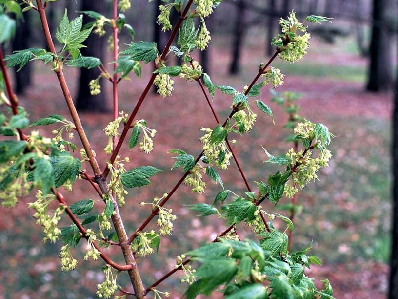 Acer argutum - pointed-leaf maple | The Dawes Arboretum