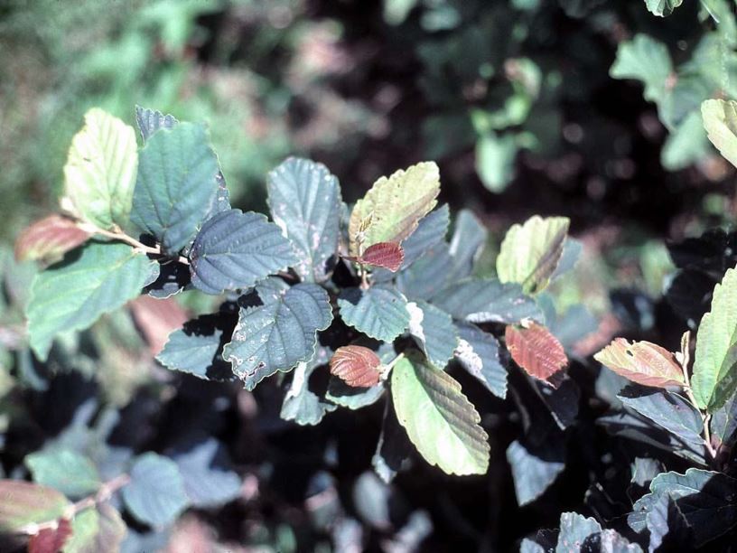 Hamamelis vernalis - vernal witch-hazel, Ozark witch-hazel | The Dawes ...