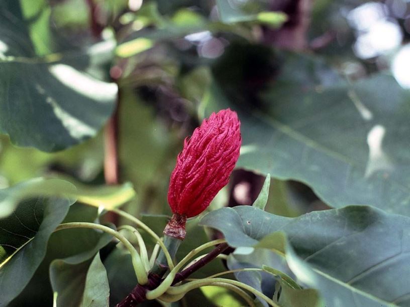Magnolia fraseri - Fraser magnolia | The Dawes Arboretum