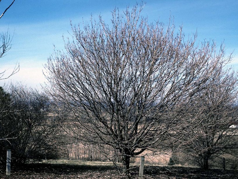 Acer campestre - hedge maple, field maple | The Dawes Arboretum