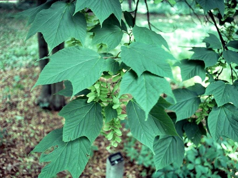 Acer pensylvanicum - striped maple, moosewood | The Dawes Arboretum