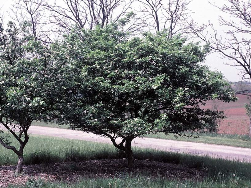 Crataegus pinnatifida var. major - large Chinese hawthorn | The Dawes ...