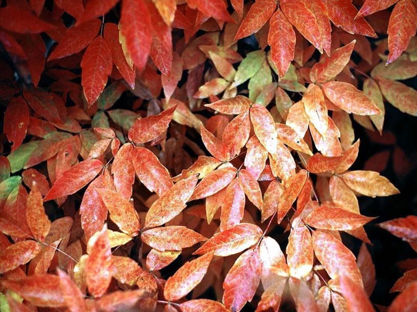Acer triflorum - three-flower maple | The Dawes Arboretum