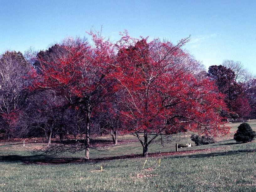 Crataegus viridis 'Winter King' - Winter King green hawthorn | The ...
