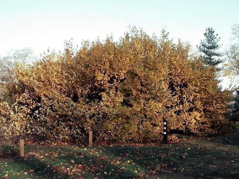 Hamamelis vernalis - vernal witch-hazel, Ozark witch-hazel | The Dawes ...