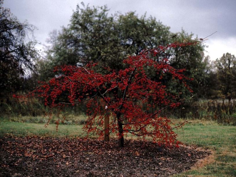 Malus 'Molazam' Molten Lava® - Molten Lava® crab apple | The Dawes ...