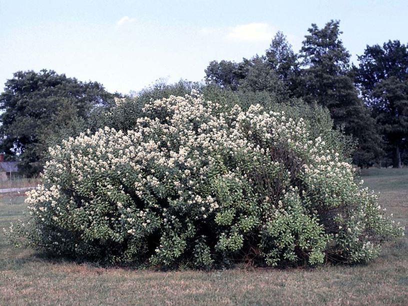 Baccharis halimifolia - groundsel-bush, eastern baccharis | The Dawes ...