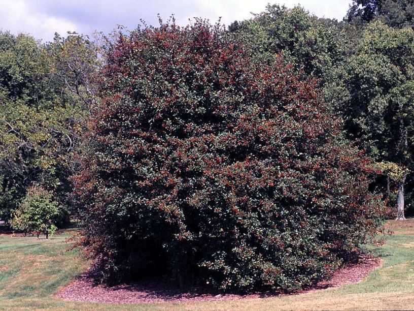Crataegus sp. - hawthorn | The Dawes Arboretum
