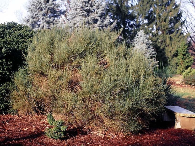 Cytisus 'Moonlight' - Moonlight broom | The Dawes Arboretum