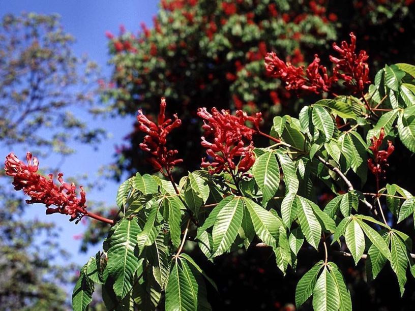 Aesculus pavia - red buckeye | The Dawes Arboretum