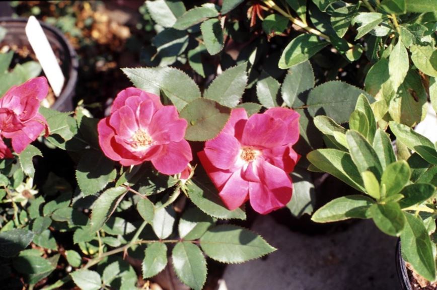 Rosa 'Radrazz' The Knock Out® - The Knock Out® rose | The Dawes Arboretum