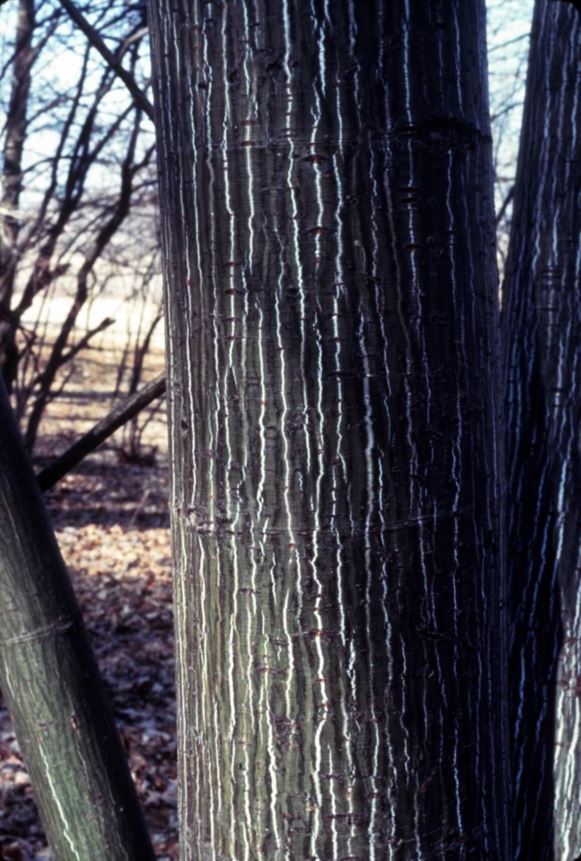 Acer pensylvanicum - striped maple, moosewood | The Dawes Arboretum