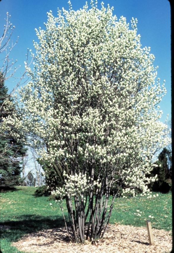 Amelanchier canadensis - shadblow serviceberry, Canadian serviceberry ...
