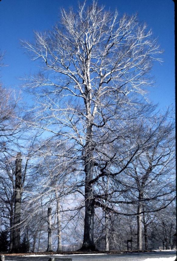 Fagus grandifolia - American beech | The Dawes Arboretum
