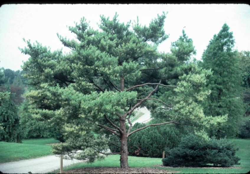 Pinus densiflora 'Oculus-draconis' - dragon's-eye Japanese red pine ...