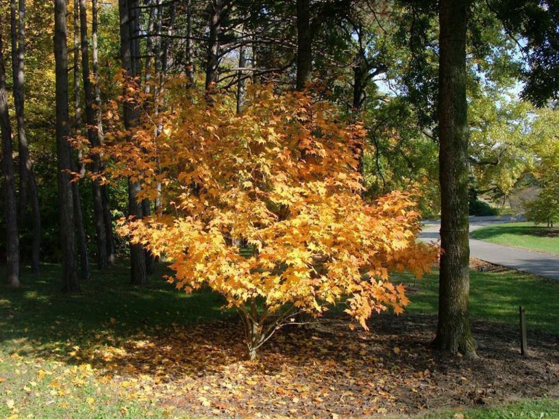 Acer argutum - pointed-leaf maple | The Dawes Arboretum