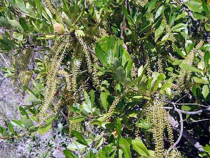 Cyrilla racemiflora - swamp cyrilla, titi | The Dawes Arboretum