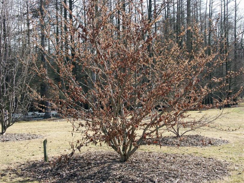 Hamamelis vernalis 'Christmas Cheer' - Christmas Cheer vernal witch ...