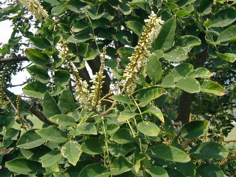 Maackia amurensis var. buergeri - Japanese maackia | The Dawes Arboretum