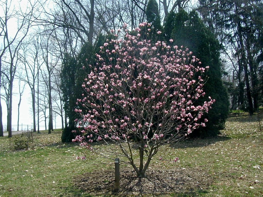 Magnolia × soulangeana 'Alexandrina' - Alexandrina saucer magnolia ...