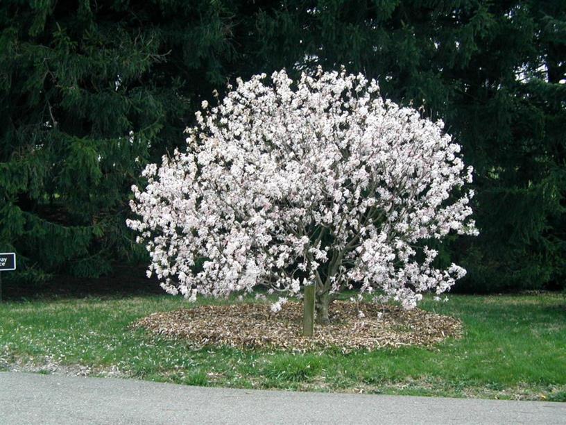 Magnolia stellata 'Rubra' - red star magnolia | The Dawes Arboretum