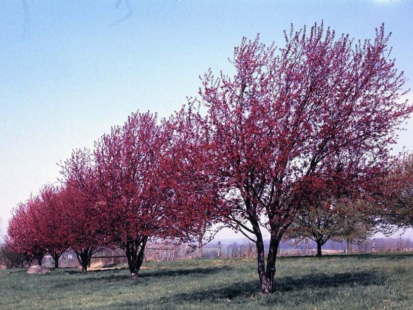 Malus 'Radiant' - Radiant crab apple | The Dawes Arboretum