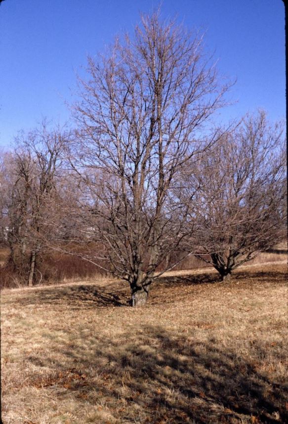 Acer campestre - hedge maple, field maple | The Dawes Arboretum