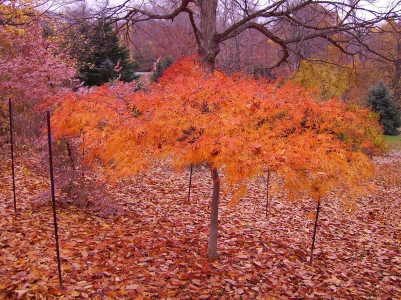 Acer palmatum (Dissectum Group) 'Waterfall' - Waterfall threadleaf ...