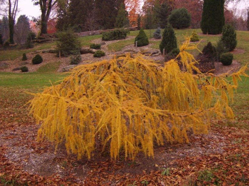 Larix decidua 'Varied Directions' - Varied Directions European larch ...