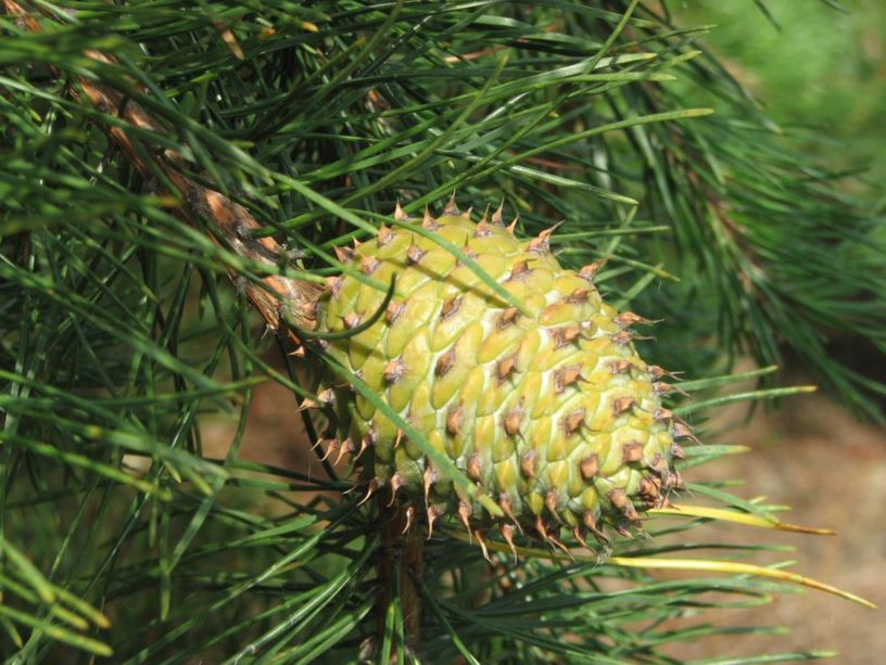 Pinus pungens - table mountain pine, prickly pine | The Dawes Arboretum