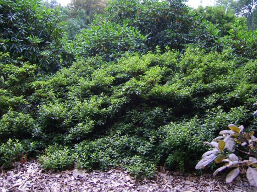 Rhododendron 'Cascade' - Cascade azalea | The Dawes Arboretum