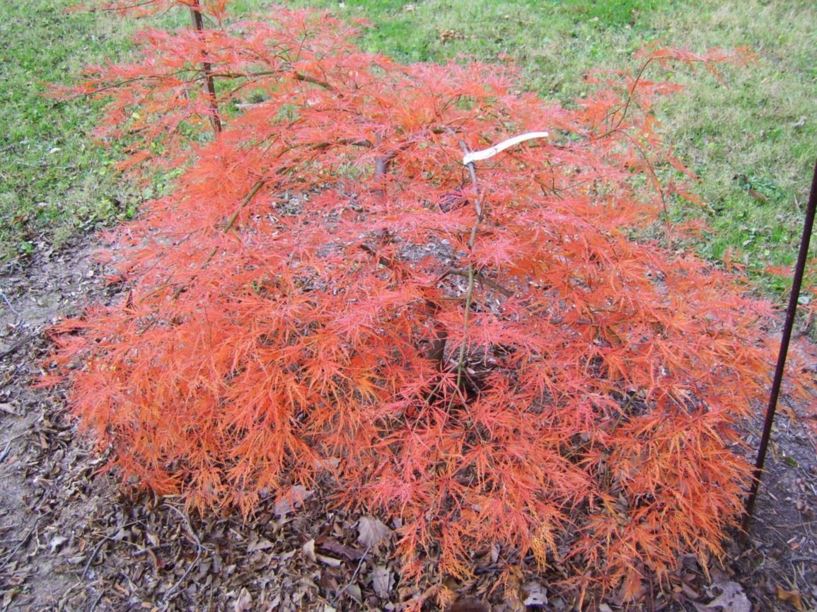 Acer palmatum (Dissectum Group) 'Ornatum' - ornate threadleaf Japanese ...