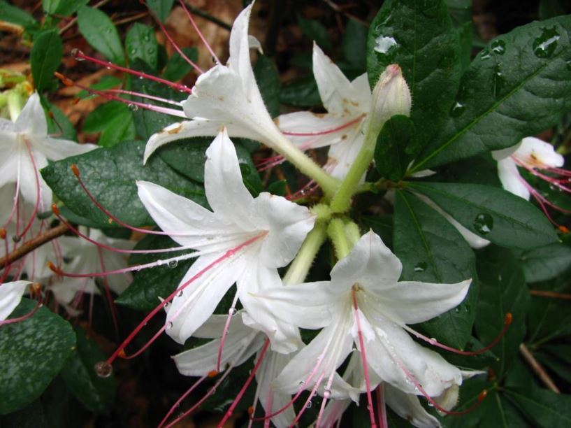 Rhododendron arborescens - sweet azalea, smooth azalea | The Dawes ...