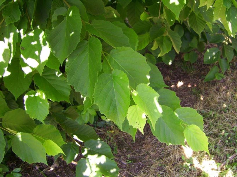 Corylus americana - American hazel, American filbert | The Dawes Arboretum