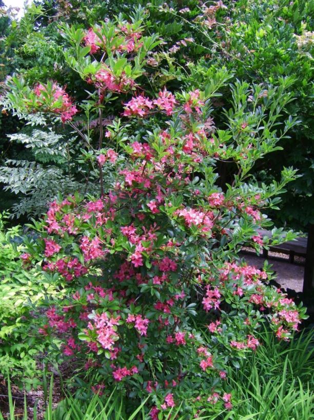 Rhododendron 'Weston's Parade' - Weston's Parade azalea | The Dawes ...