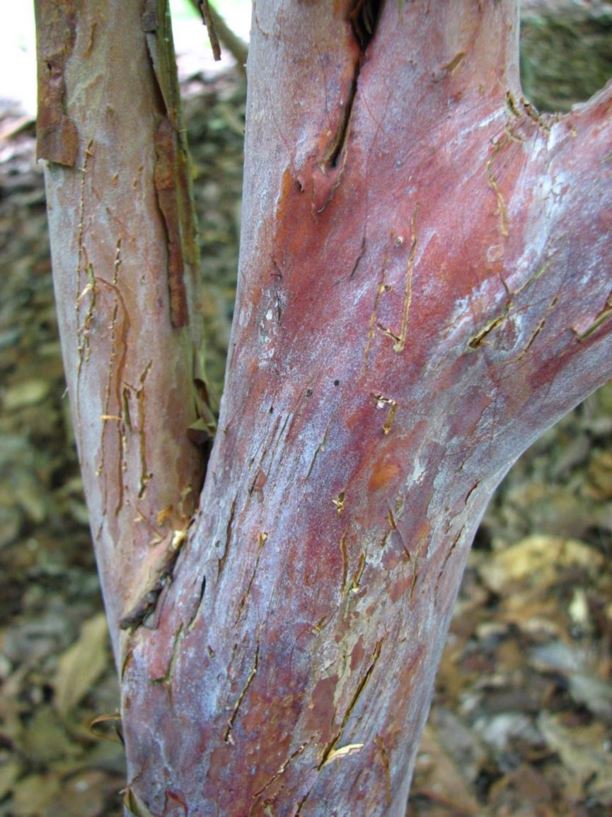 Clethra acuminata - cinnamon clethra, mountain sweet pepperbush | The ...