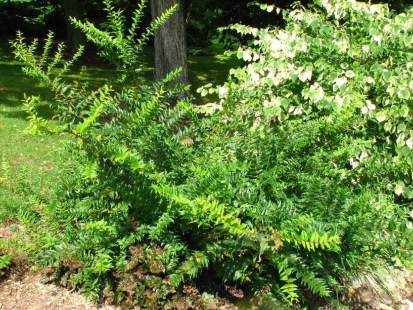 Coriaria japonica - Japanese coriaria | The Dawes Arboretum