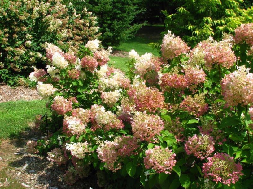 Hydrangea paniculata 'Phantom' - Phantom panicle hydrangea | The Dawes ...