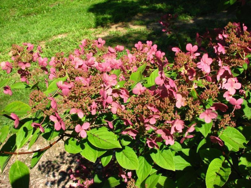 Hydrangea paniculata 'Bulk' Quick Fire® - Quick Fire® panicle hydrangea ...