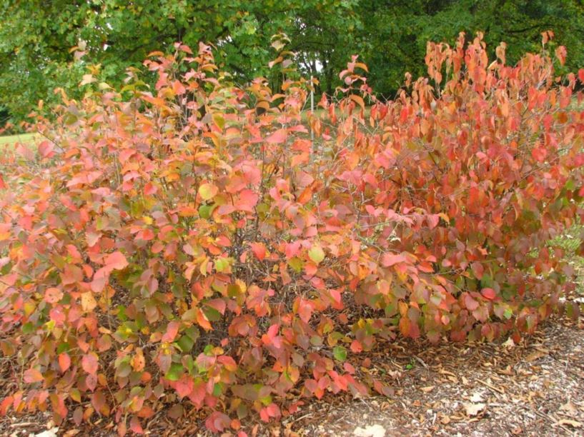 Corylus americana - American hazel, American filbert | The Dawes Arboretum