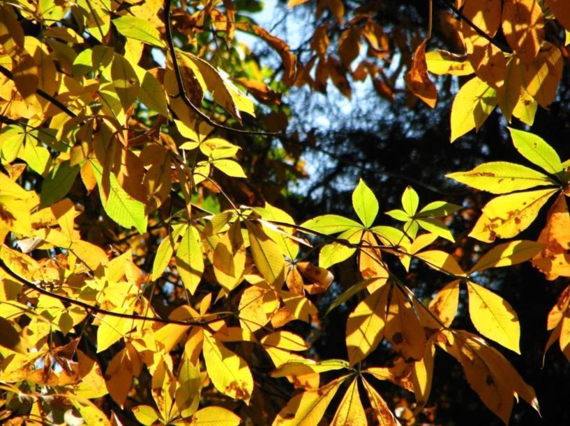 Aesculus flava - yellow buckeye, sweet buckeye | The Dawes Arboretum
