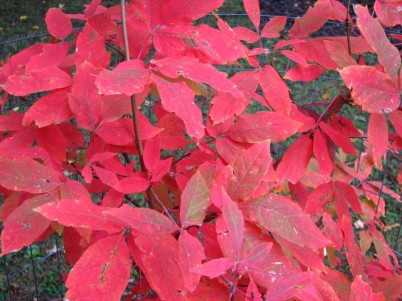 Acer triflorum - three-flower maple | The Dawes Arboretum