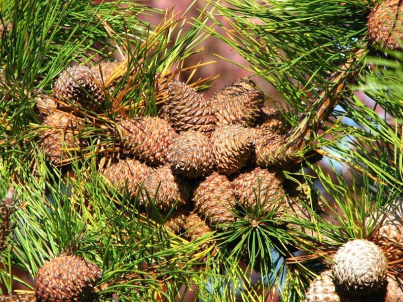 Pinus rigida - pitch pine | The Dawes Arboretum